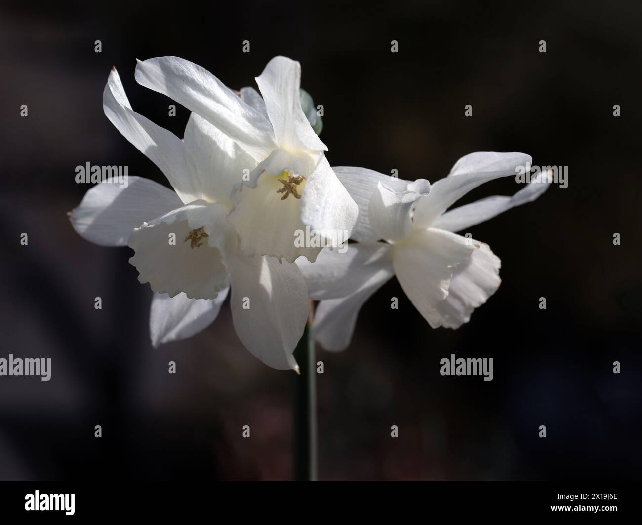 Closeup of flowers of Narcissus 'Thalia' in a garden in Spring against ...