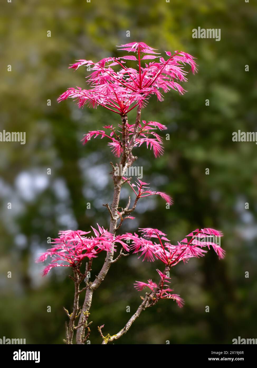 Closeup of new growth foliage of Toona sinensis 'Flamingo' in a garden ...