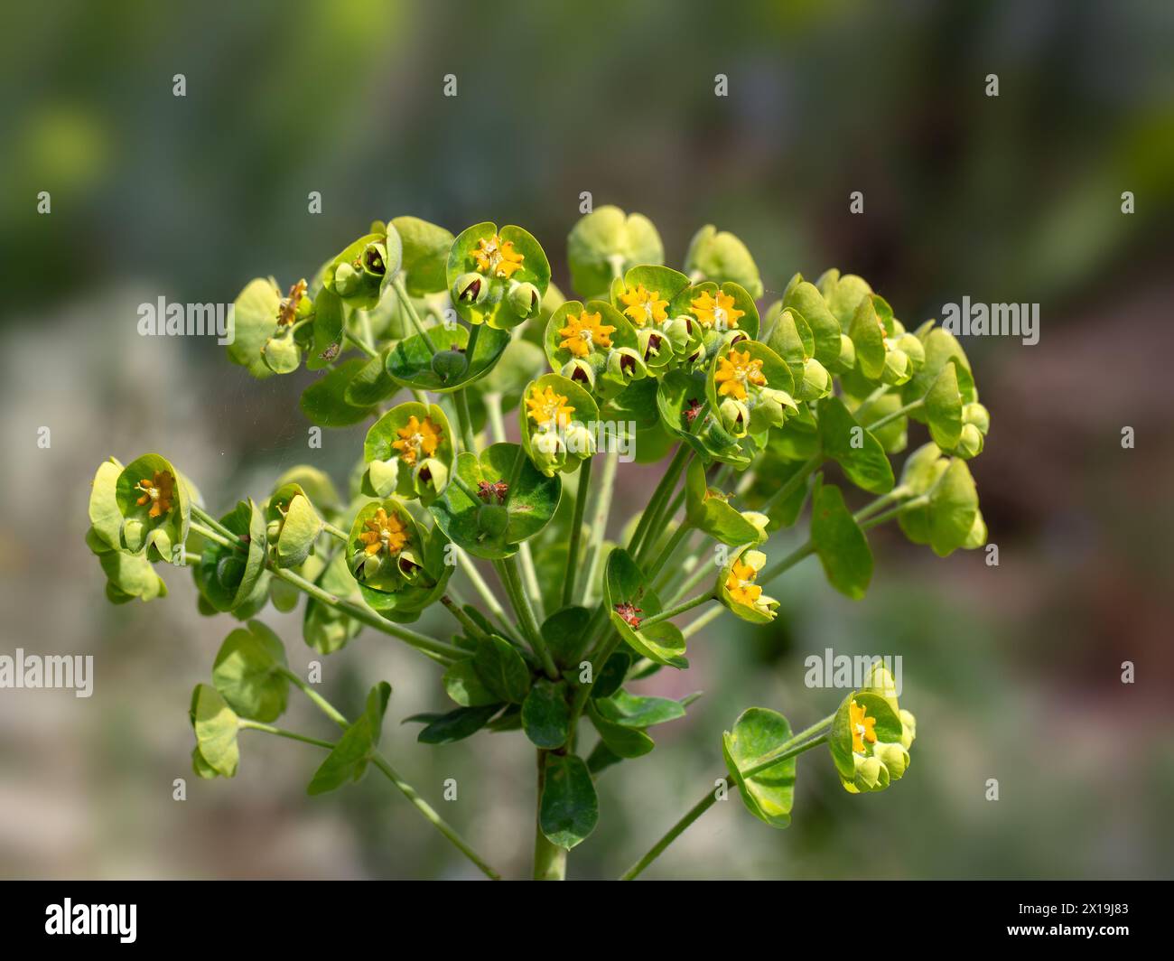 Closeup of flowers of Euphorbia cyparissias 'Fens Ruby' in a garden in ...