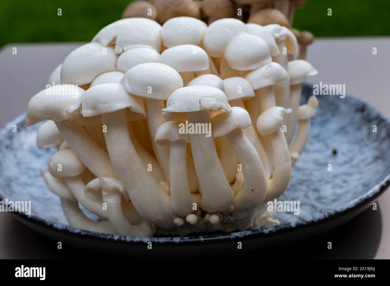 White and brown shimeji edible mushrooms native to East Asia, buna ...