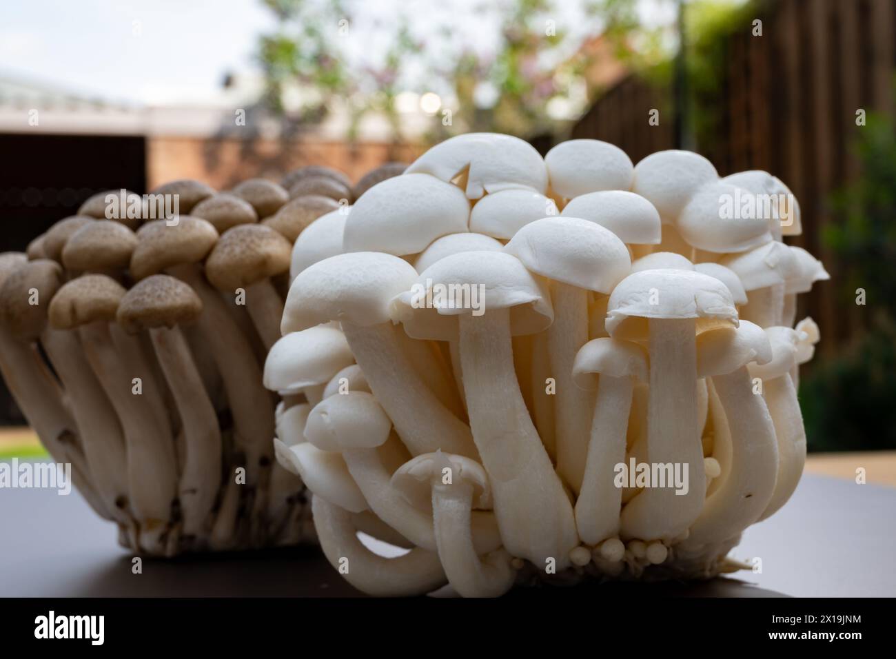 White and brown shimeji edible mushrooms native to East Asia, buna ...