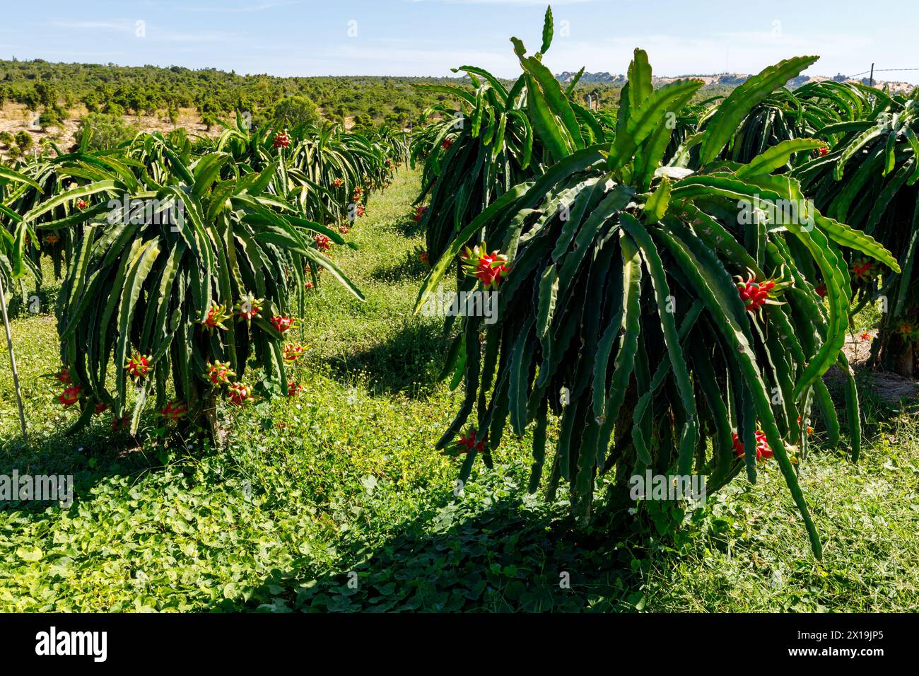A plantation of dragon fruit cactus Stock Photo - Alamy