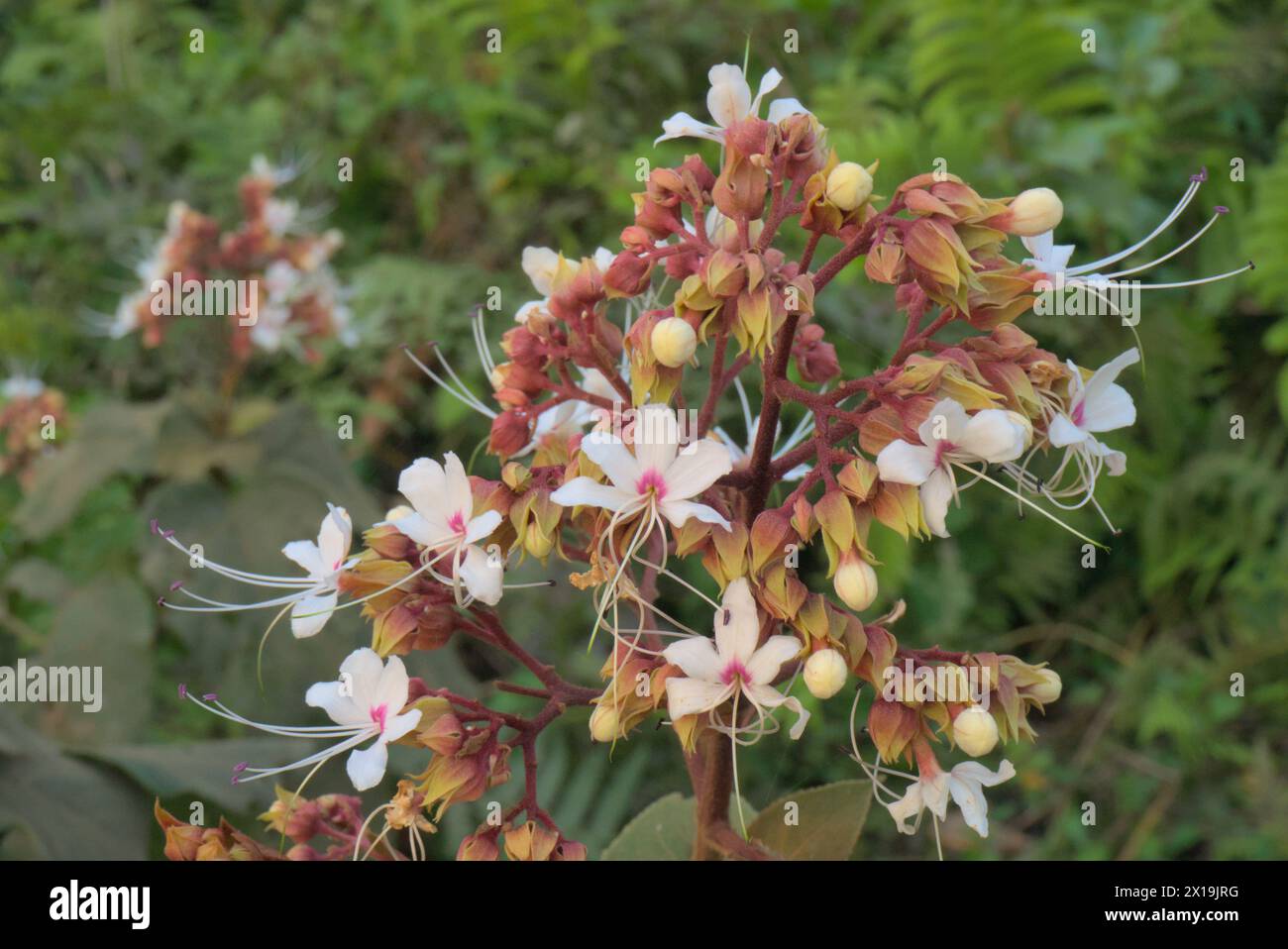 Clerodendrum infortunatum hi-res stock photography and images - Alamy