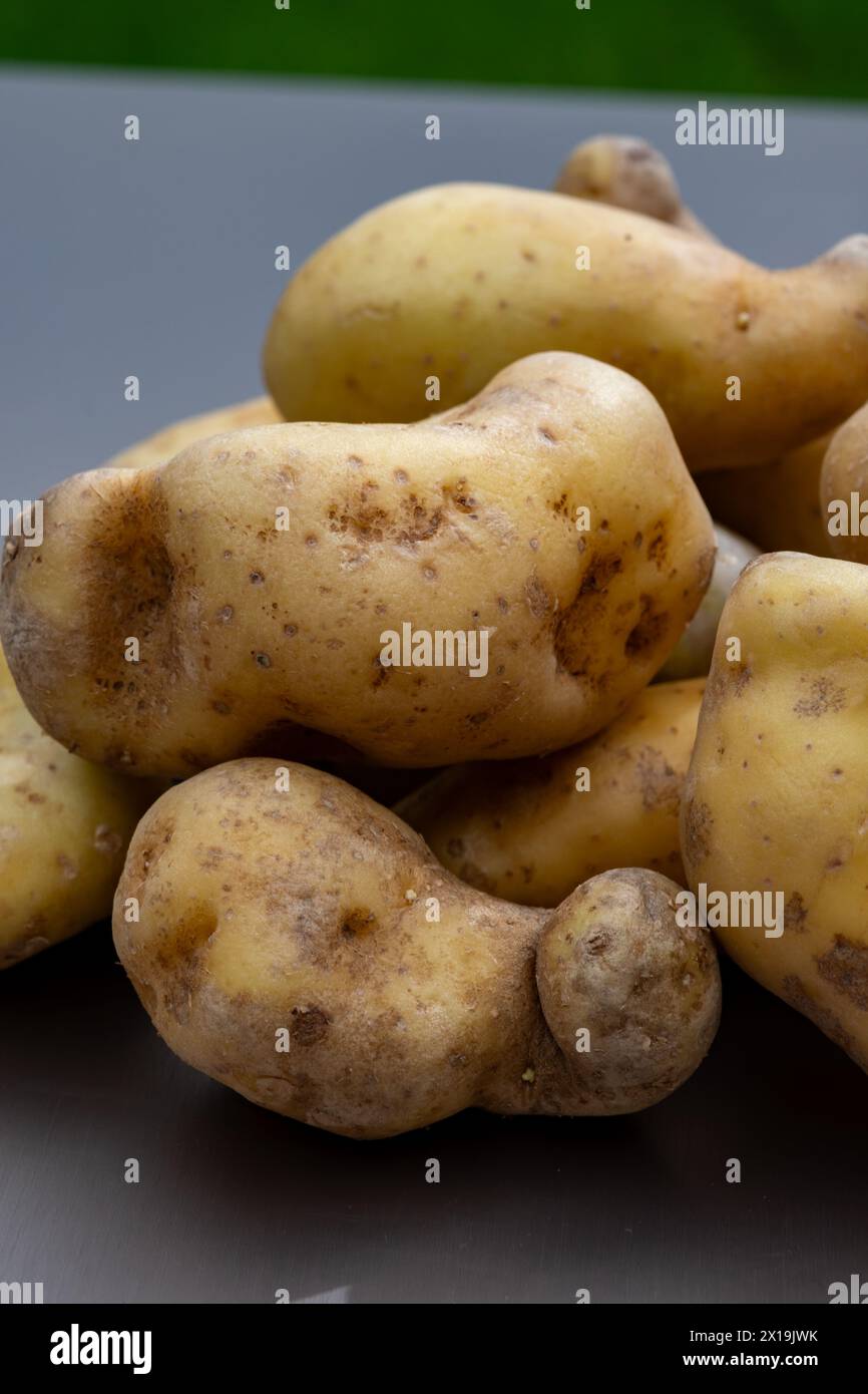 Ratte potato, La Ratte, La Reine Ratte du Touquet, or Asparges small ...