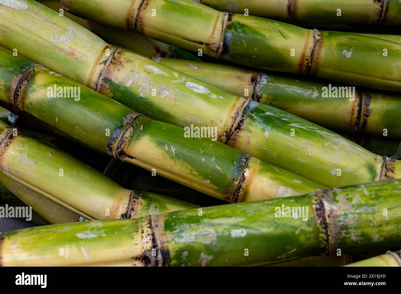 Stems of fresh sugar cane plant for squeezing sweet juice on Portobello ...