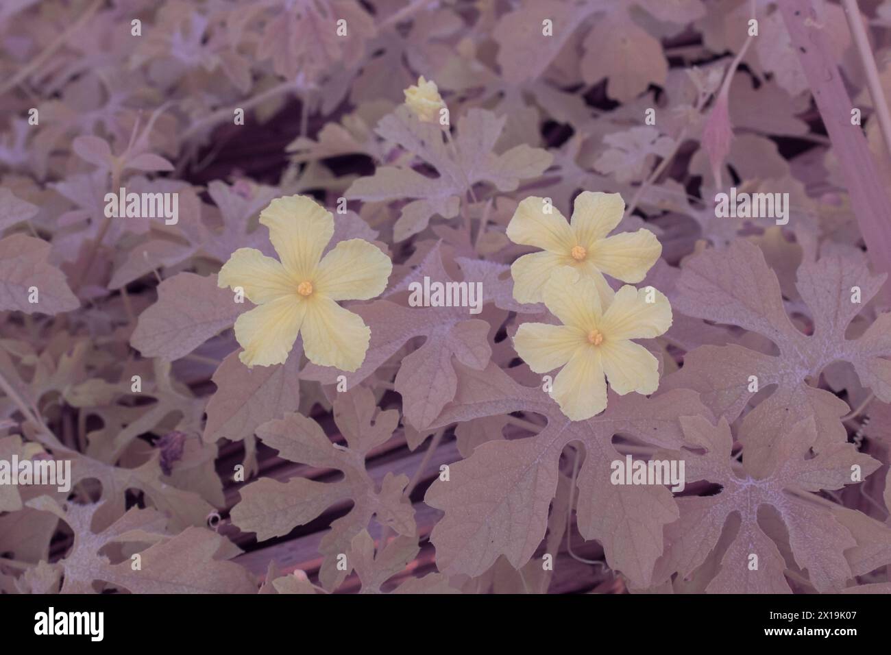 infrared image of momordica charantia yellow flowers growing around the ...