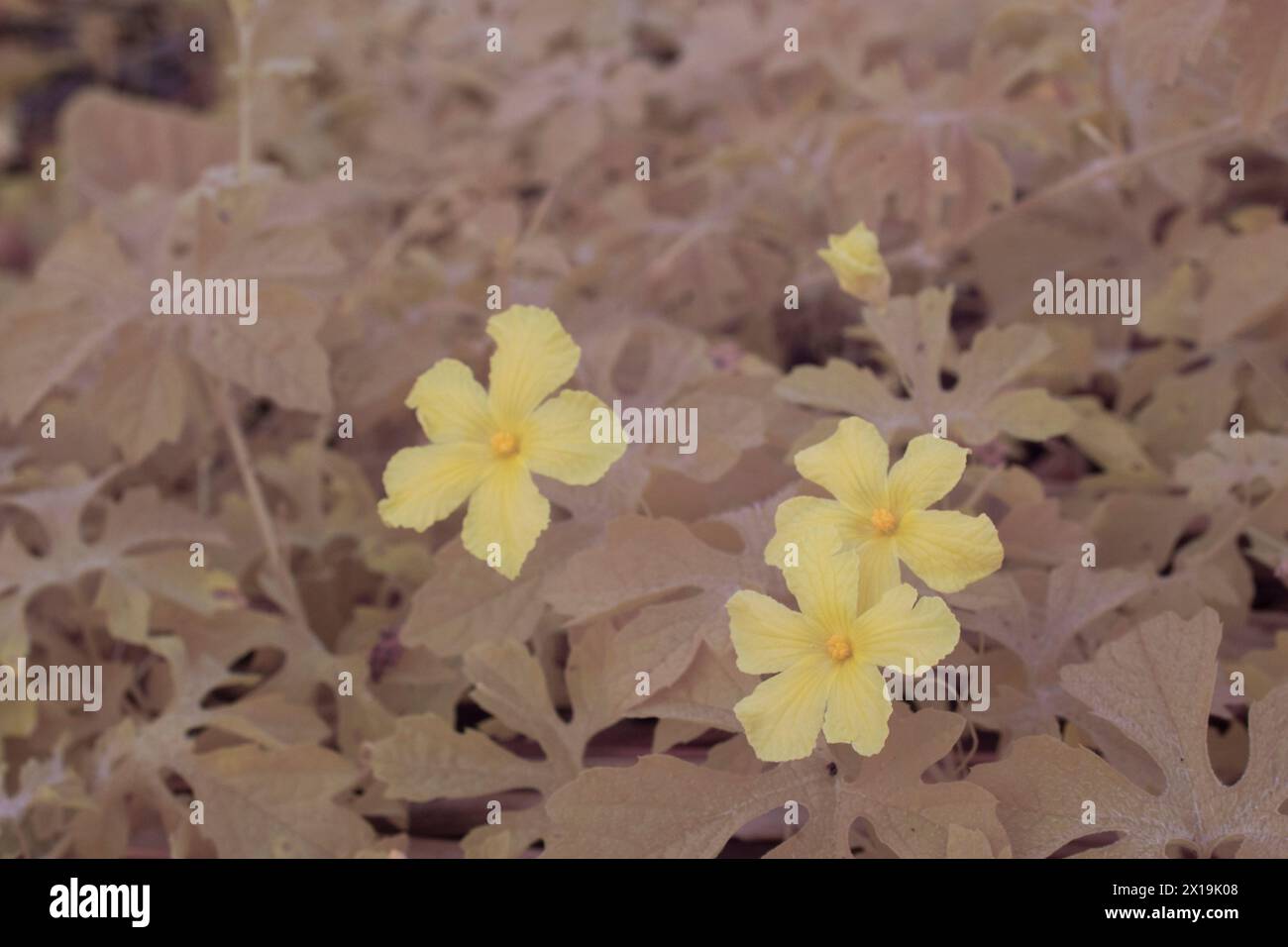 infrared image of momordica charantia yellow flowers growing around the ...