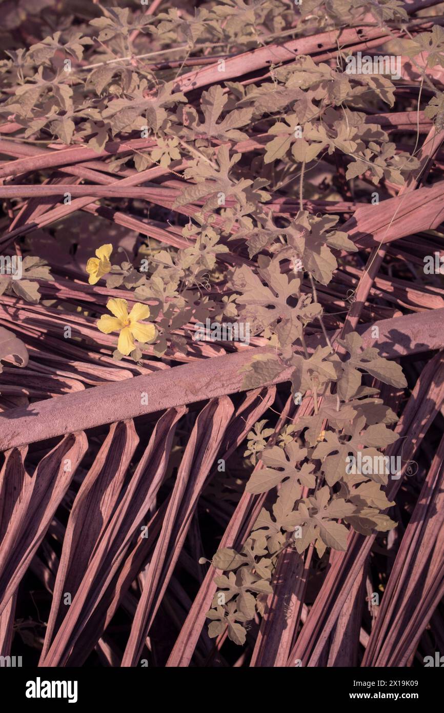 infrared image of momordica charantia yellow flowers growing around the ...