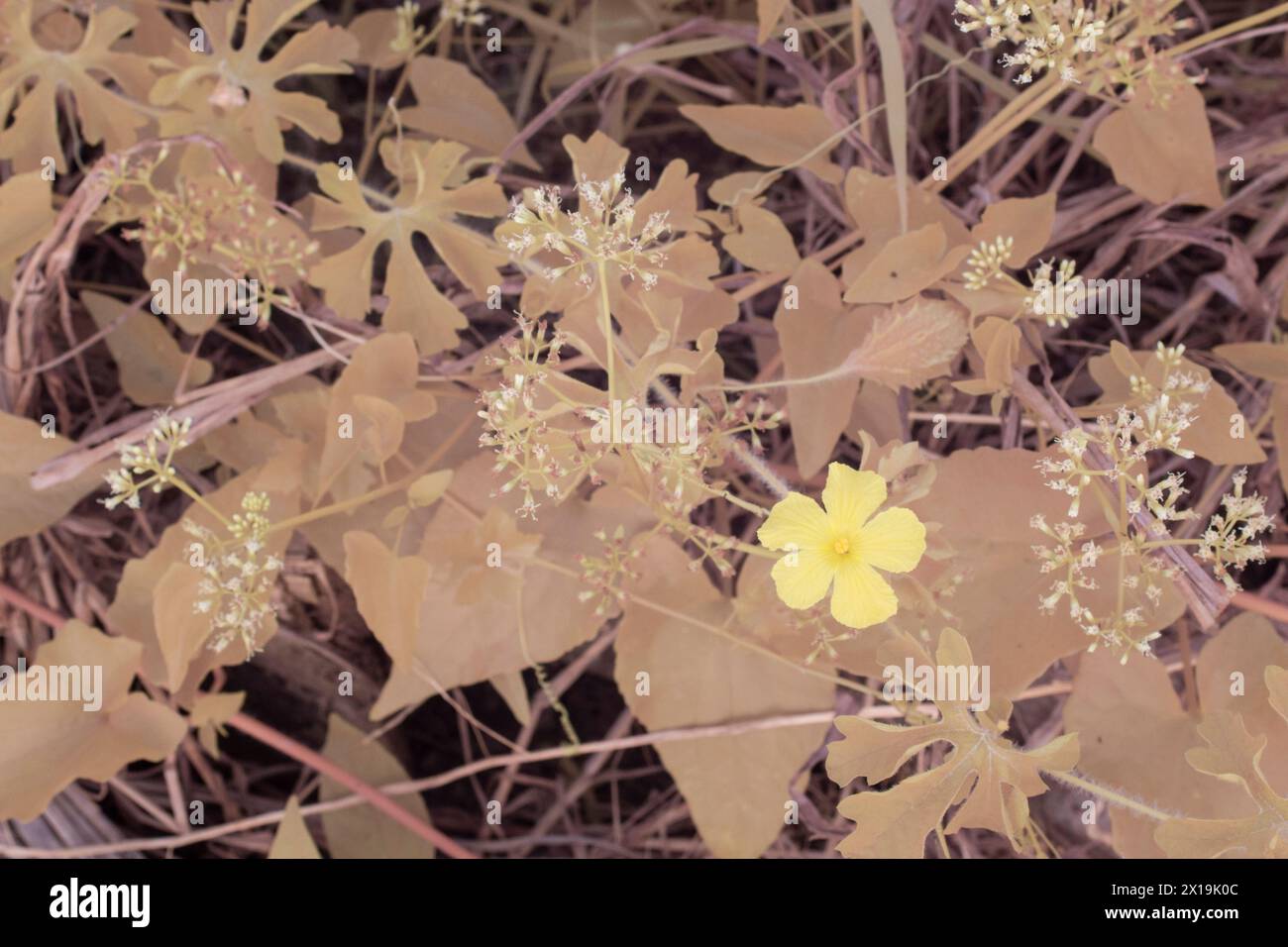 infrared image of momordica charantia yellow flowers growing around the ...