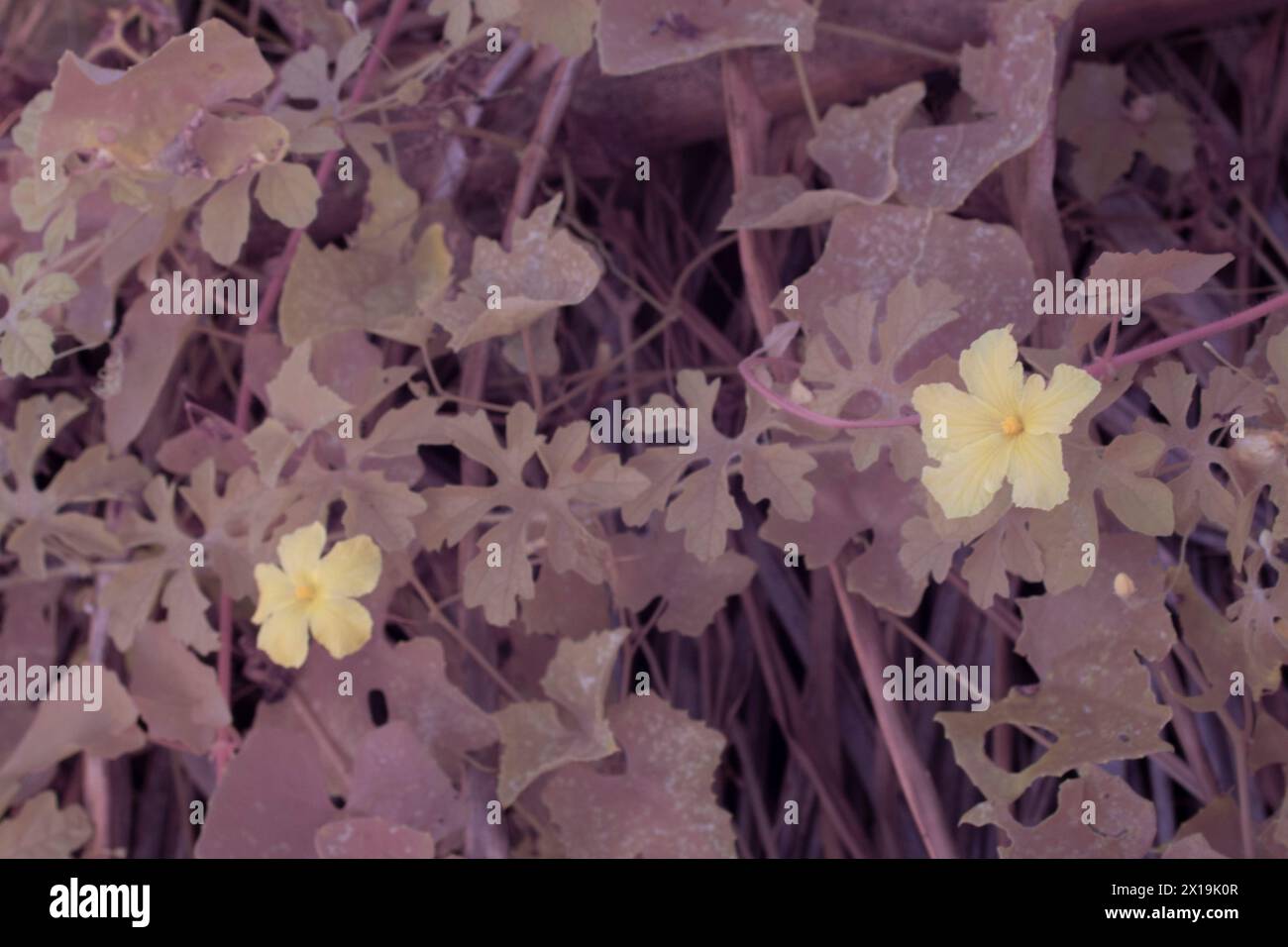 infrared image of momordica charantia yellow flowers growing around the ...
