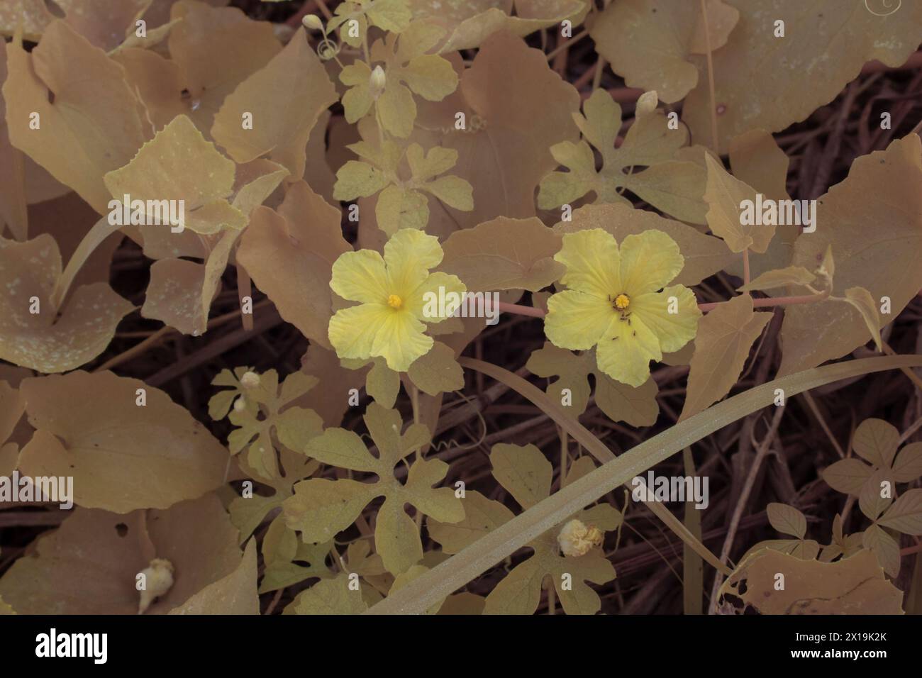 infrared image of momordica charantia yellow flowers growing around the ...