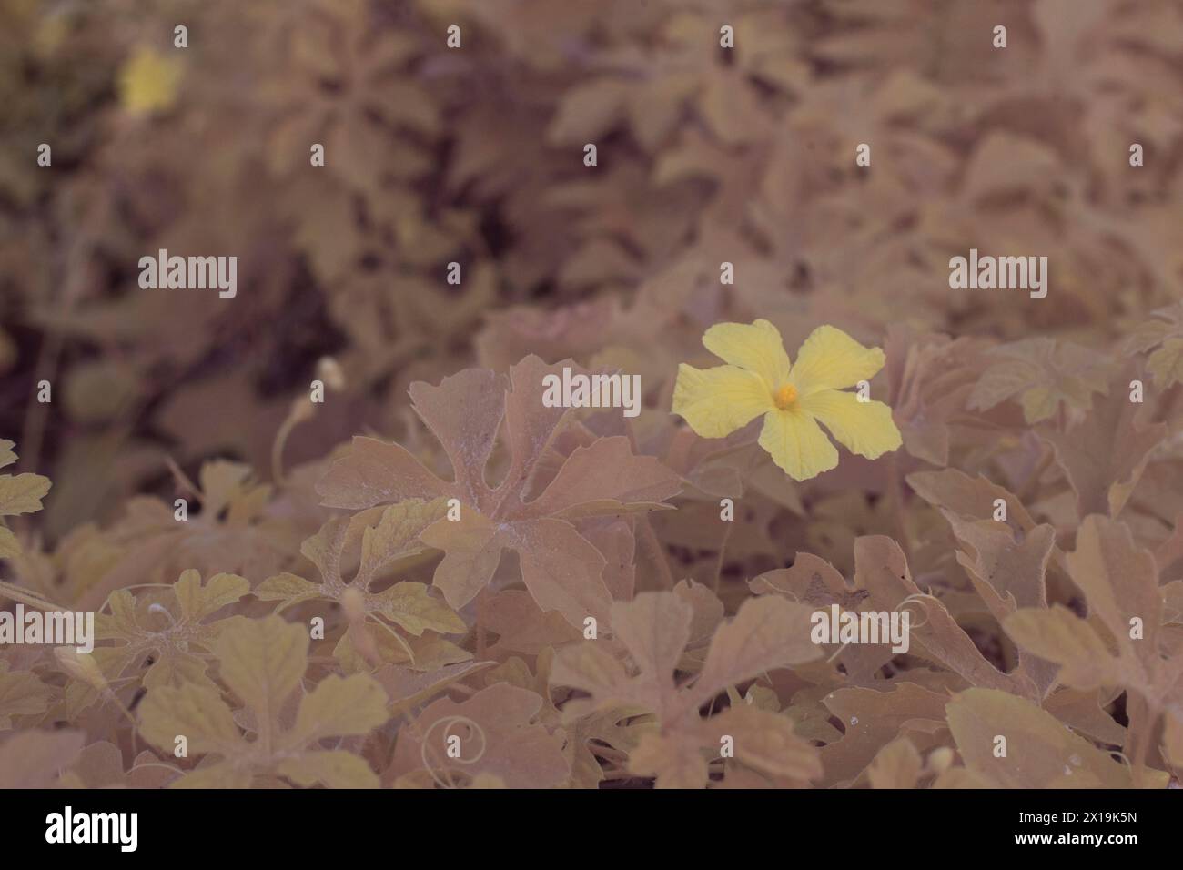 infrared image of momordica charantia yellow flowers growing around the ...