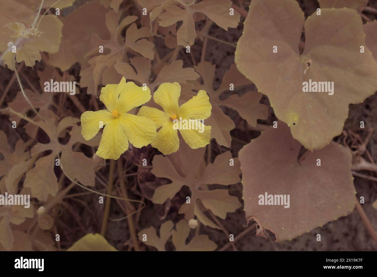 infrared image of momordica charantia yellow flowers growing around the ...