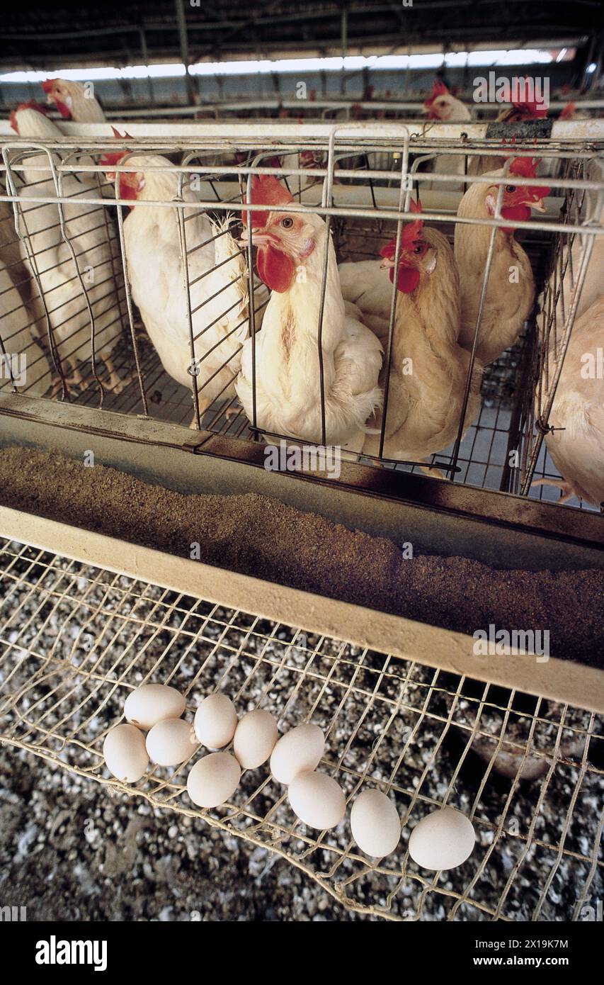 Poultry farm australia hi-res stock photography and images - Alamy