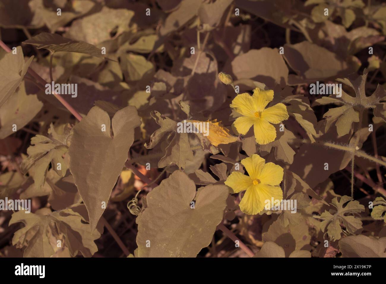 infrared image of momordica charantia yellow flowers growing around the ...