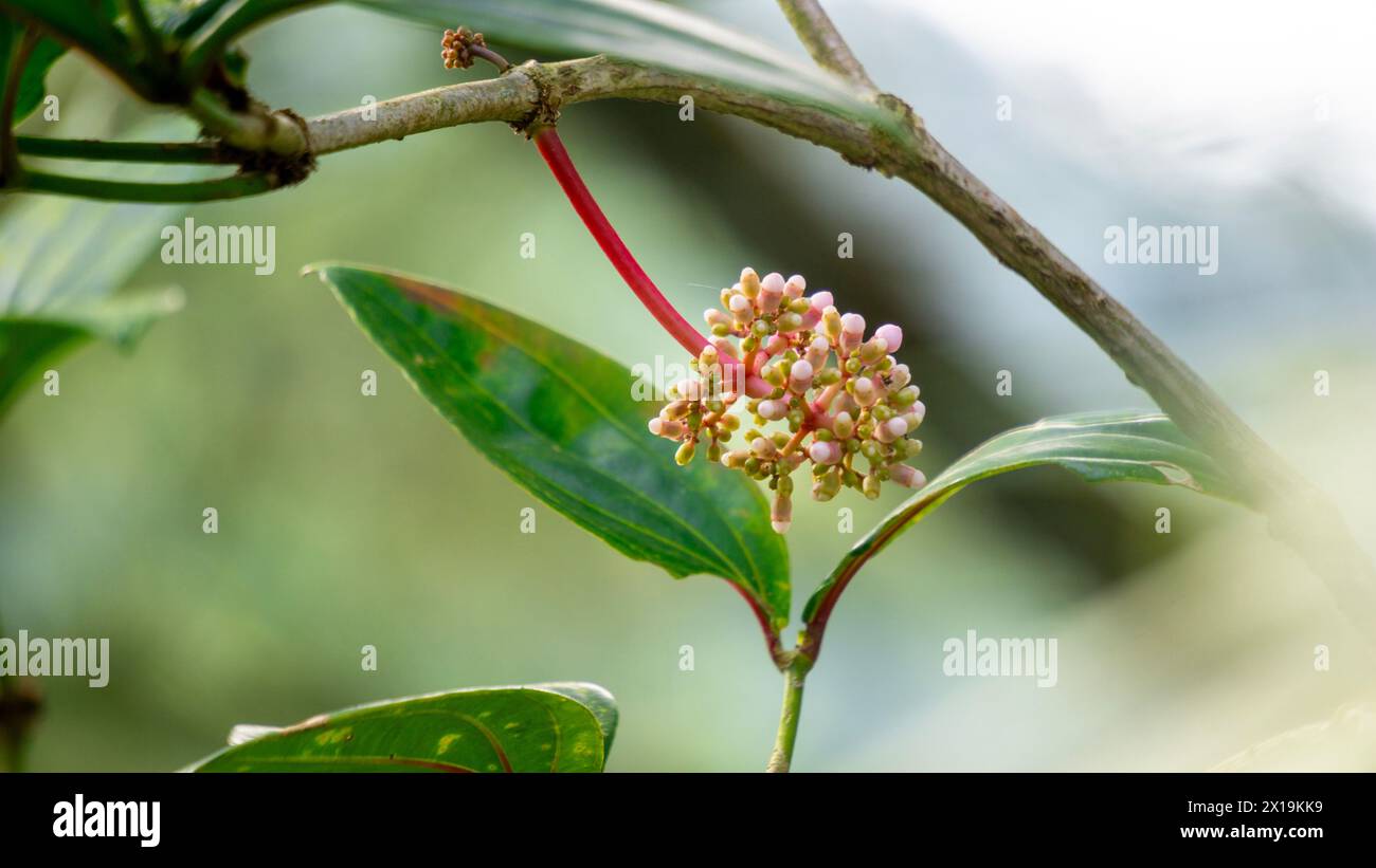 Medinilla speciosa (Parijata, Parijoto, Showy Asian Grapes). The fruit ...