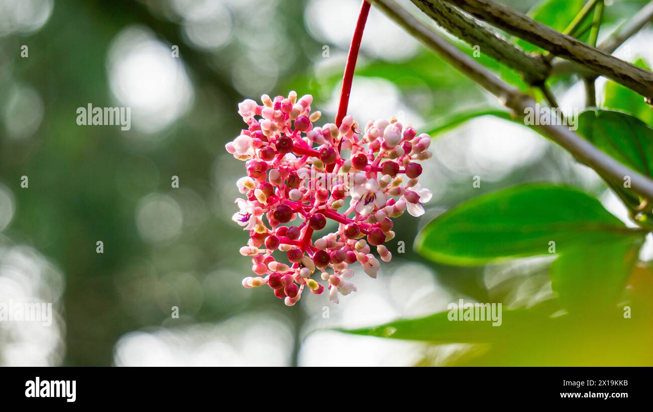 Medinilla speciosa (Parijata, Parijoto, Showy Asian Grapes). The fruit ...