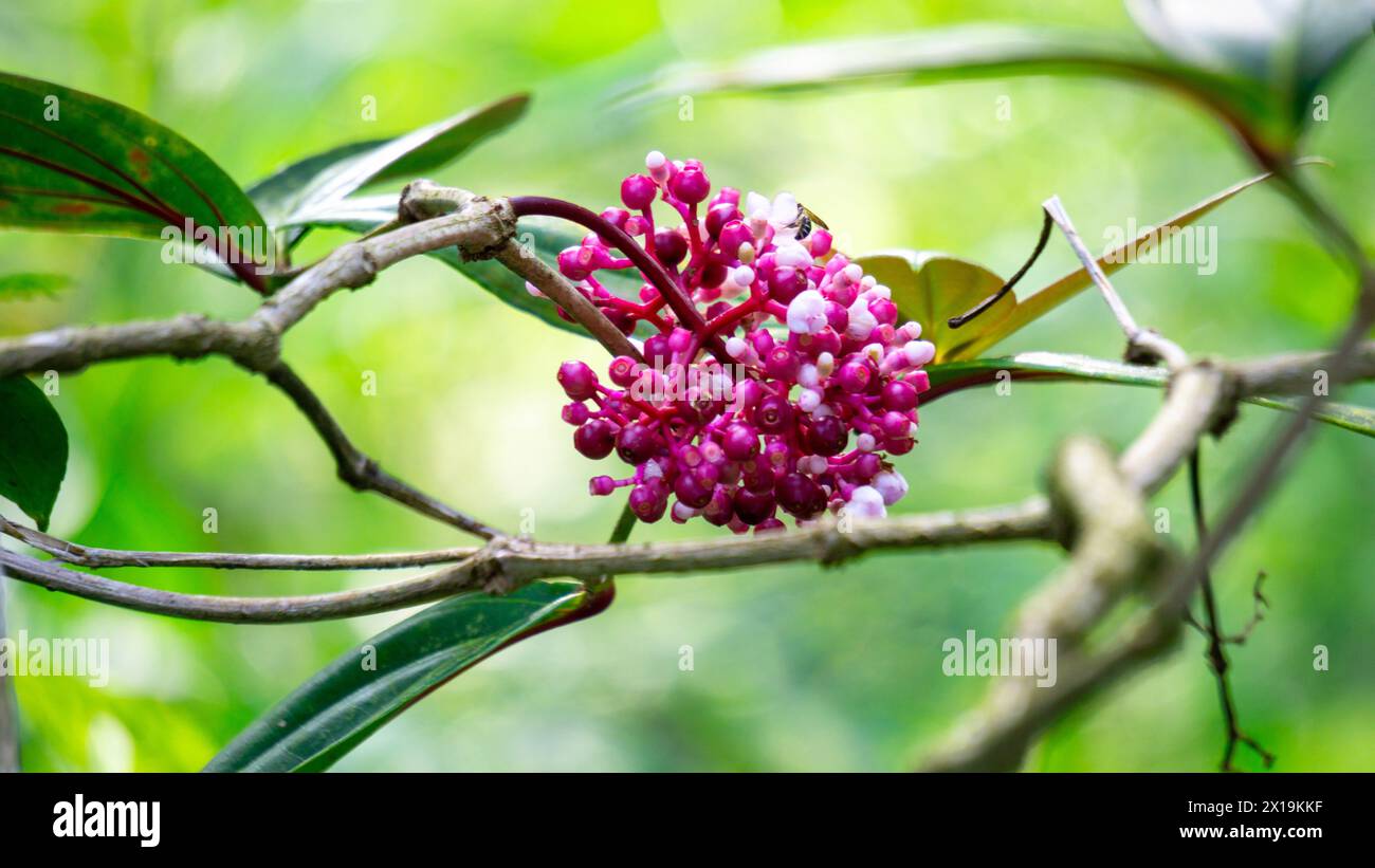 Medinilla speciosa (Parijata, Parijoto, Showy Asian Grapes). The fruit ...