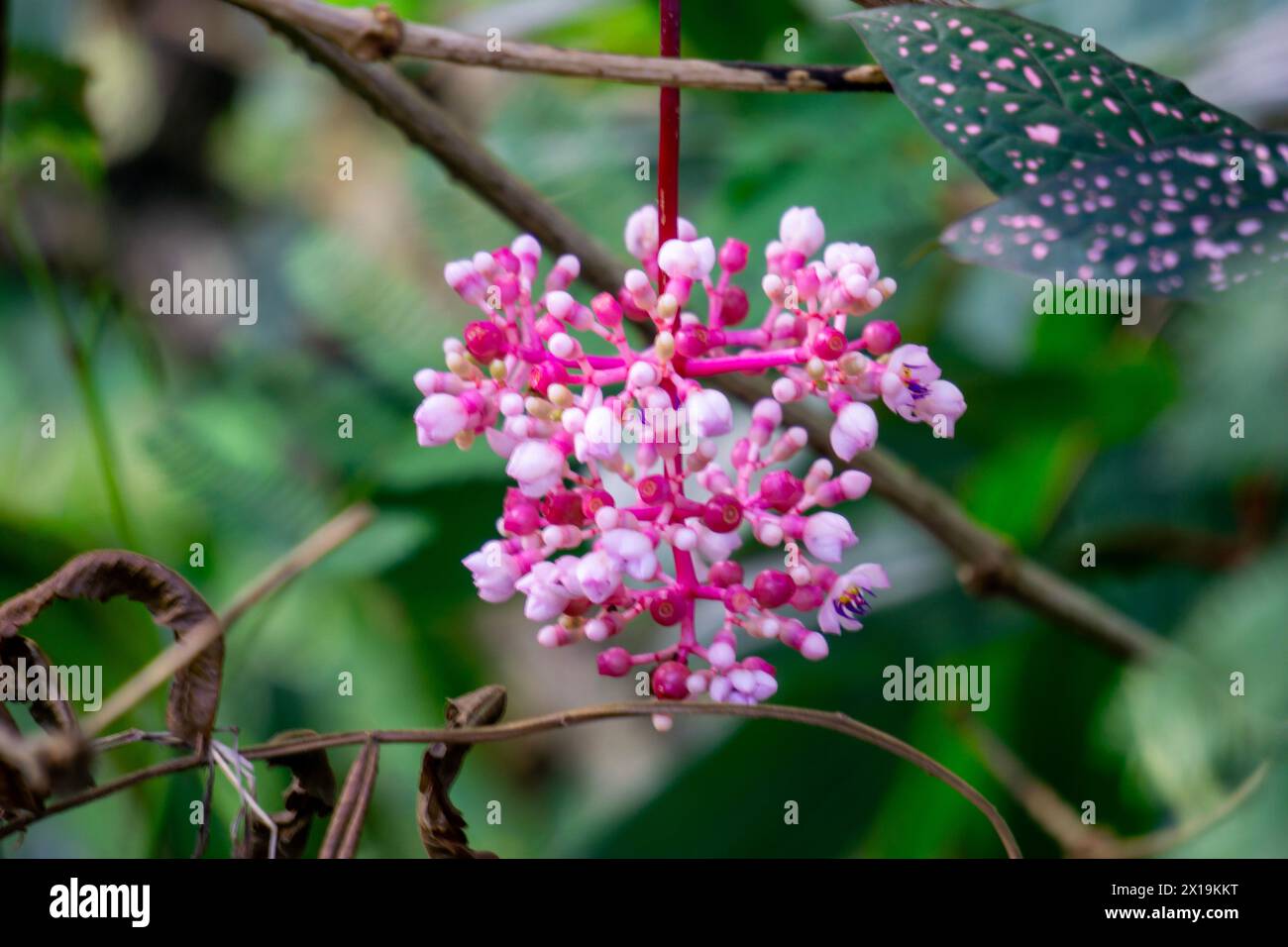 Medinilla speciosa (Parijata, Parijoto, Showy Asian Grapes). The fruit ...