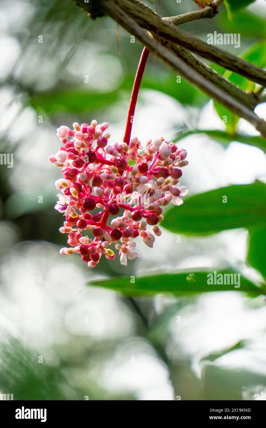 Medinilla speciosa (Parijata, Parijoto, Showy Asian Grapes). The fruit ...