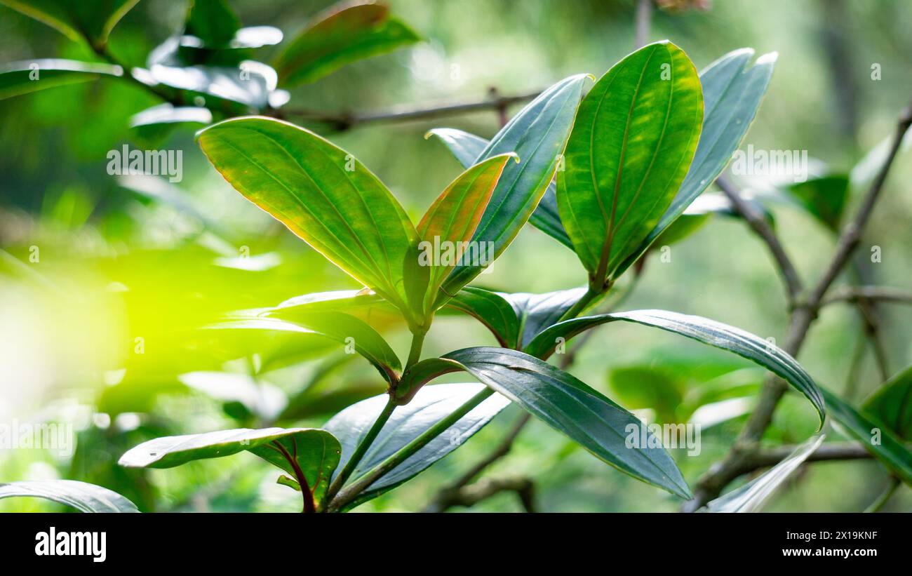Medinilla speciosa (Parijata, Parijoto, Showy Asian Grapes). The fruit ...