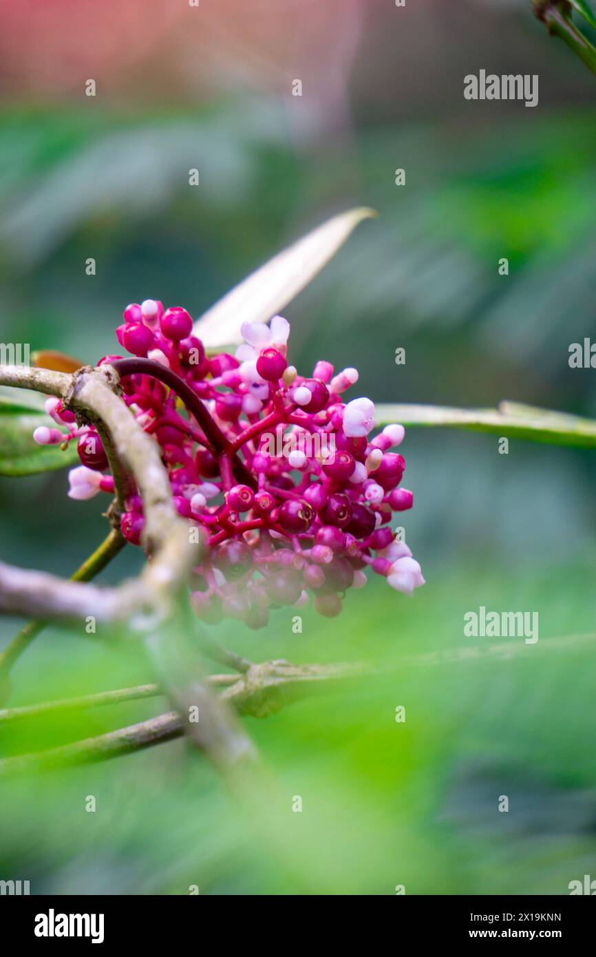 Medinilla speciosa (Parijata, Parijoto, Showy Asian Grapes). The fruit ...