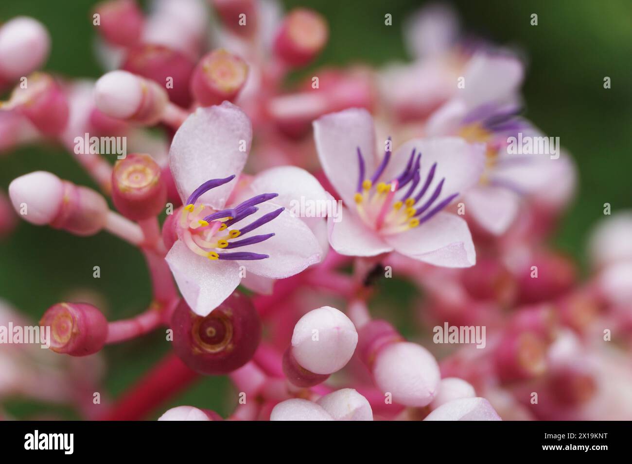 Medinilla speciosa (Parijata, Parijoto, Showy Asian Grapes). The fruit ...