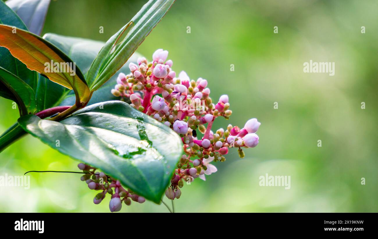 Medinilla speciosa (Parijata, Parijoto, Showy Asian Grapes). The fruit ...