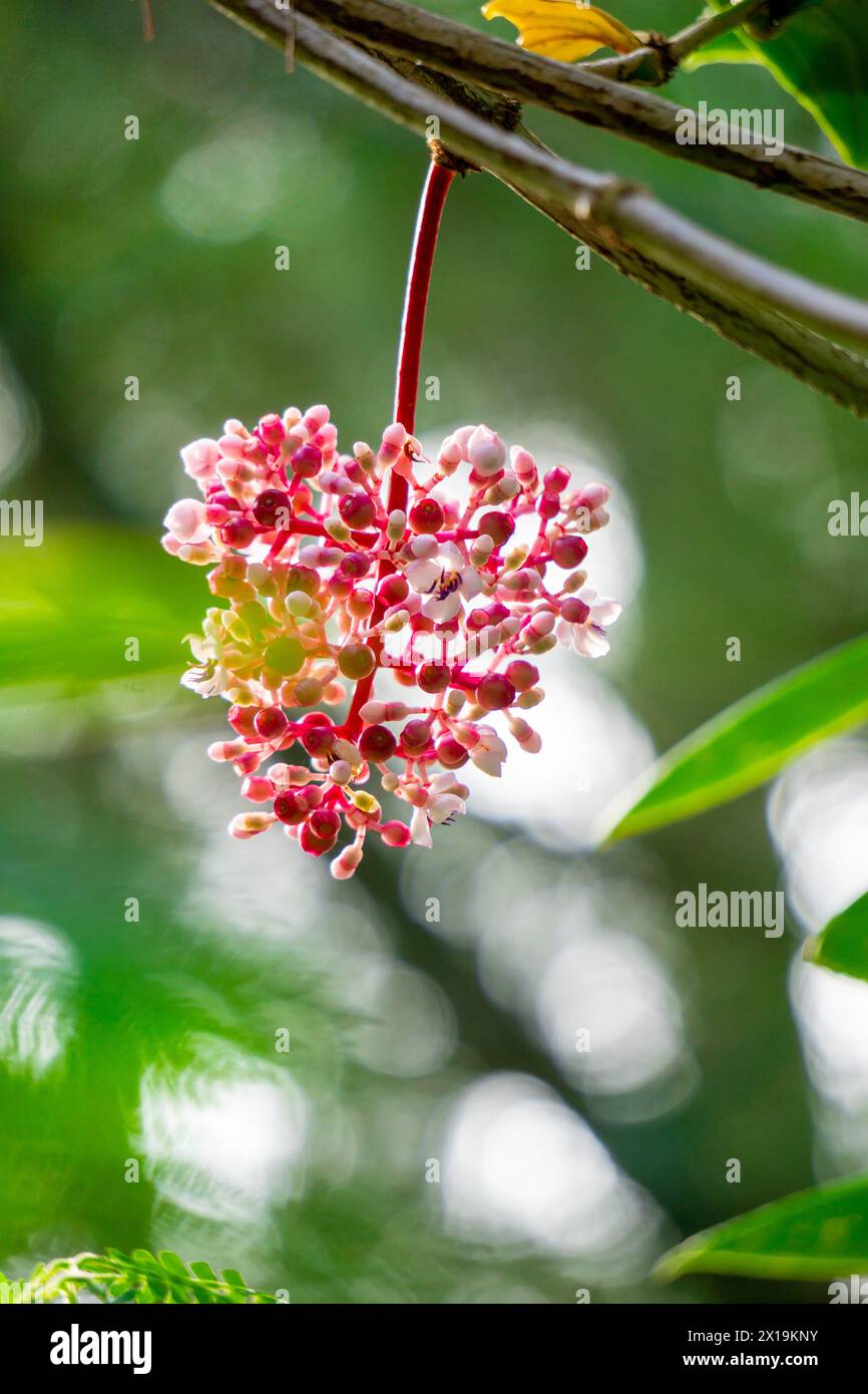 Medinilla speciosa (Parijata, Parijoto, Showy Asian Grapes). The fruit ...