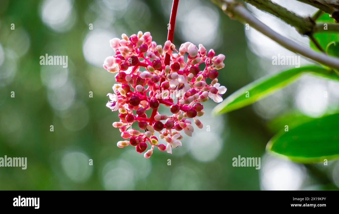 Medinilla speciosa (Parijata, Parijoto, Showy Asian Grapes). The fruit ...