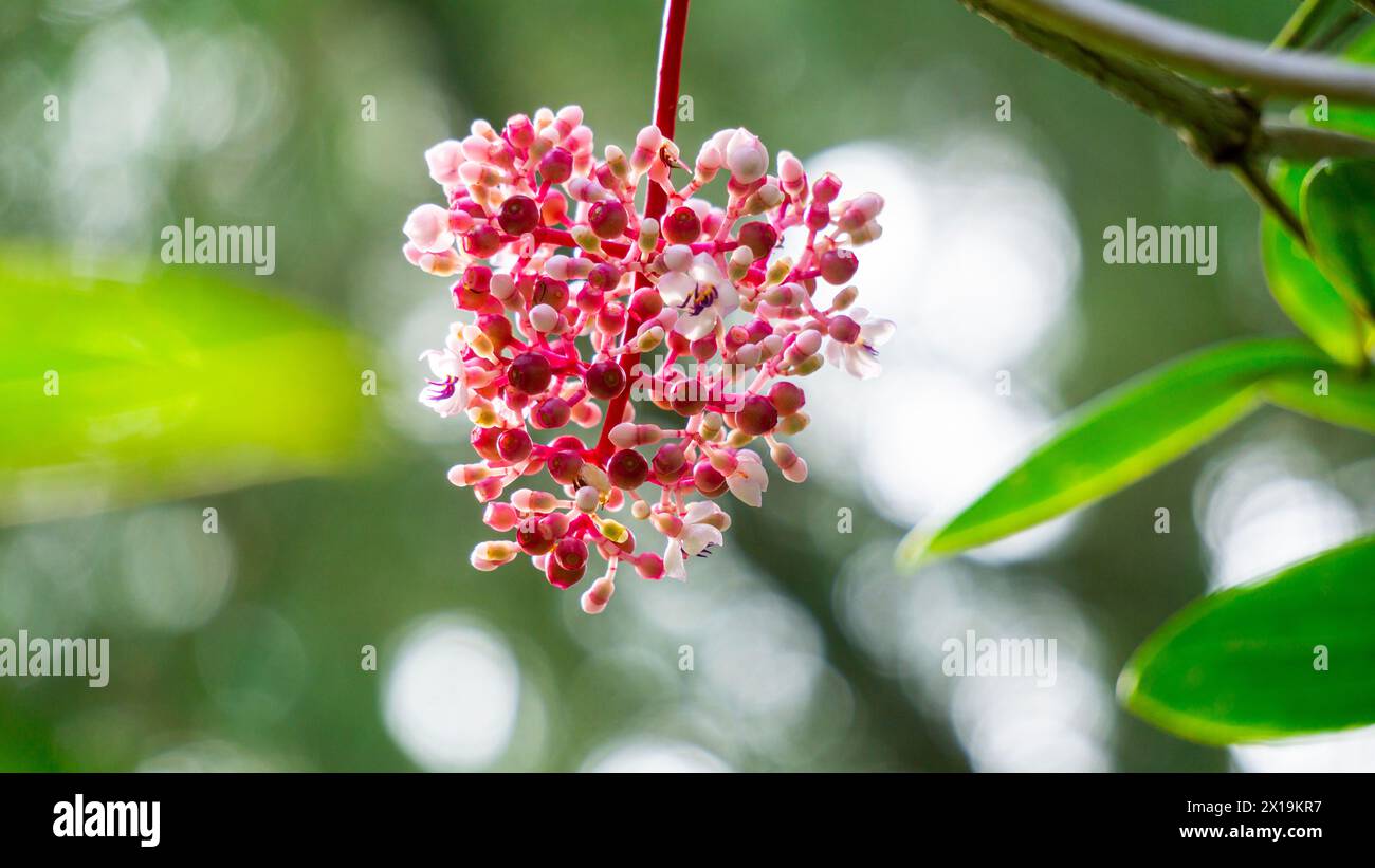 Medinilla speciosa (Parijata, Parijoto, Showy Asian Grapes). The fruit ...