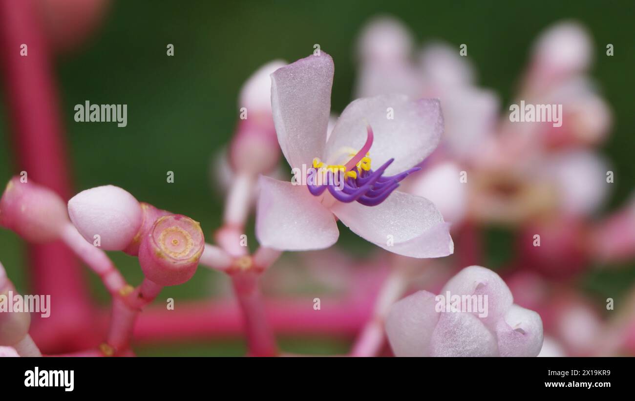 Medinilla speciosa (Parijata, Parijoto, Showy Asian Grapes). The fruit ...