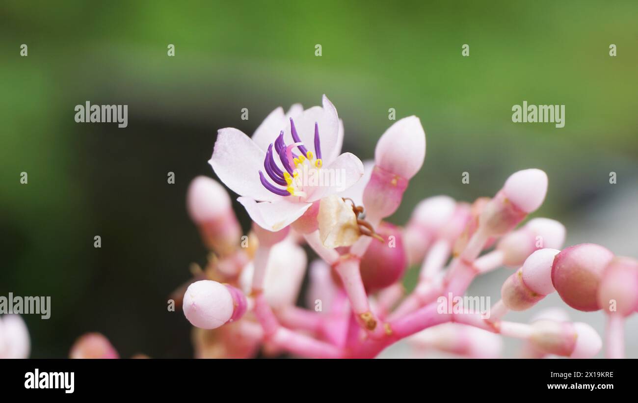 Medinilla speciosa (Parijata, Parijoto, Showy Asian Grapes). The fruit ...