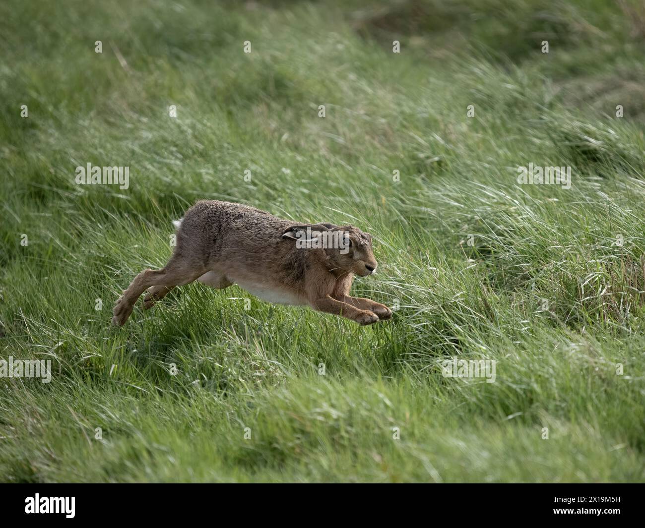Brown or European hare, Lepus europaeus, single mammal running in long ...