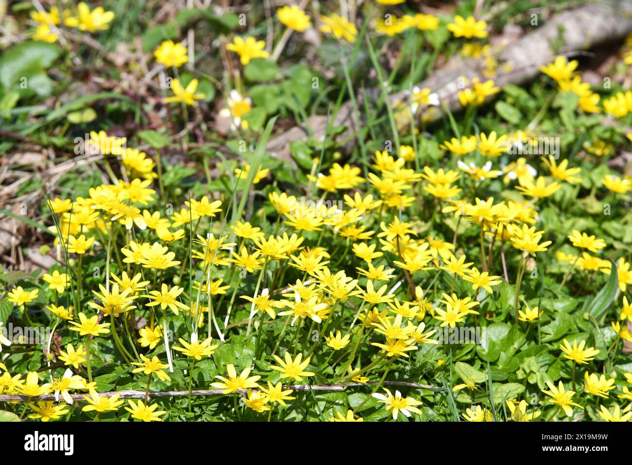 clump of yellow flowers Stock Photo - Alamy