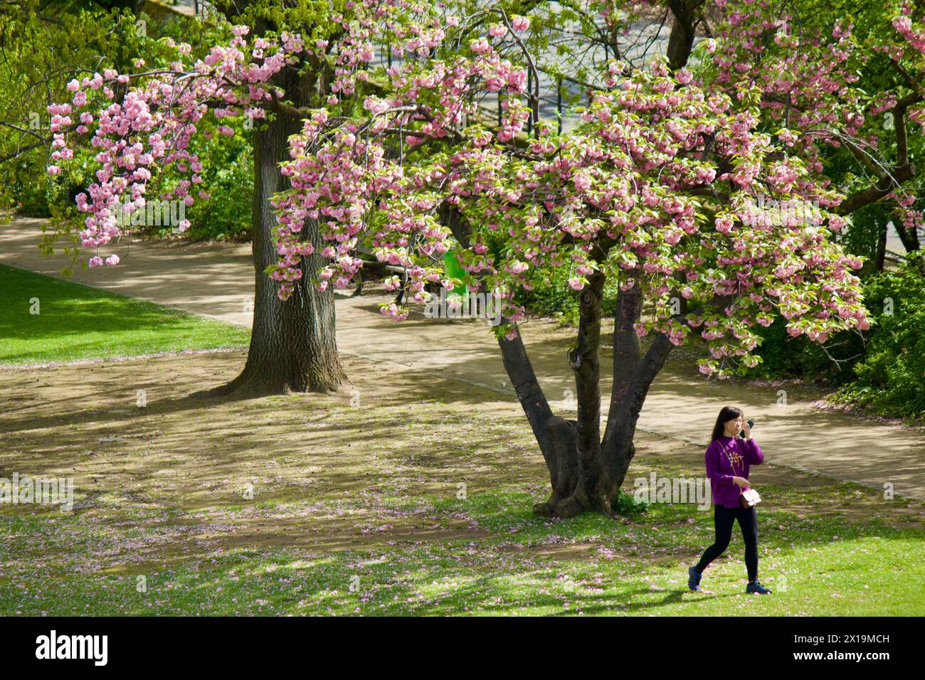 Frankfurt am Main, Germany. April 10, 2024. A woman walks past a Cherry blossom tree Stock Photo ...