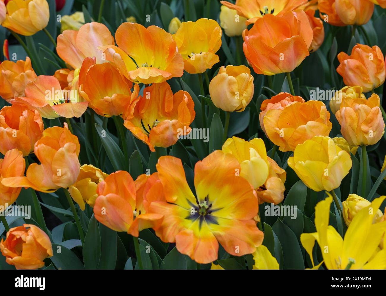Yellow and orange tulip called Daydream. Darwinhybrid group. Tulips are ...
