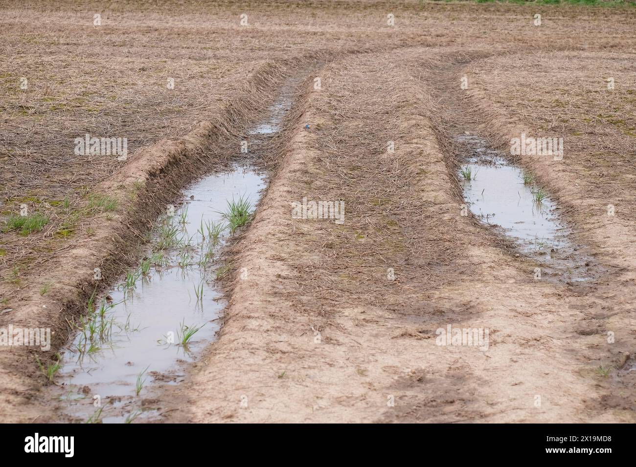 waterlogged farmers fields april 2024 Stock Photo - Alamy