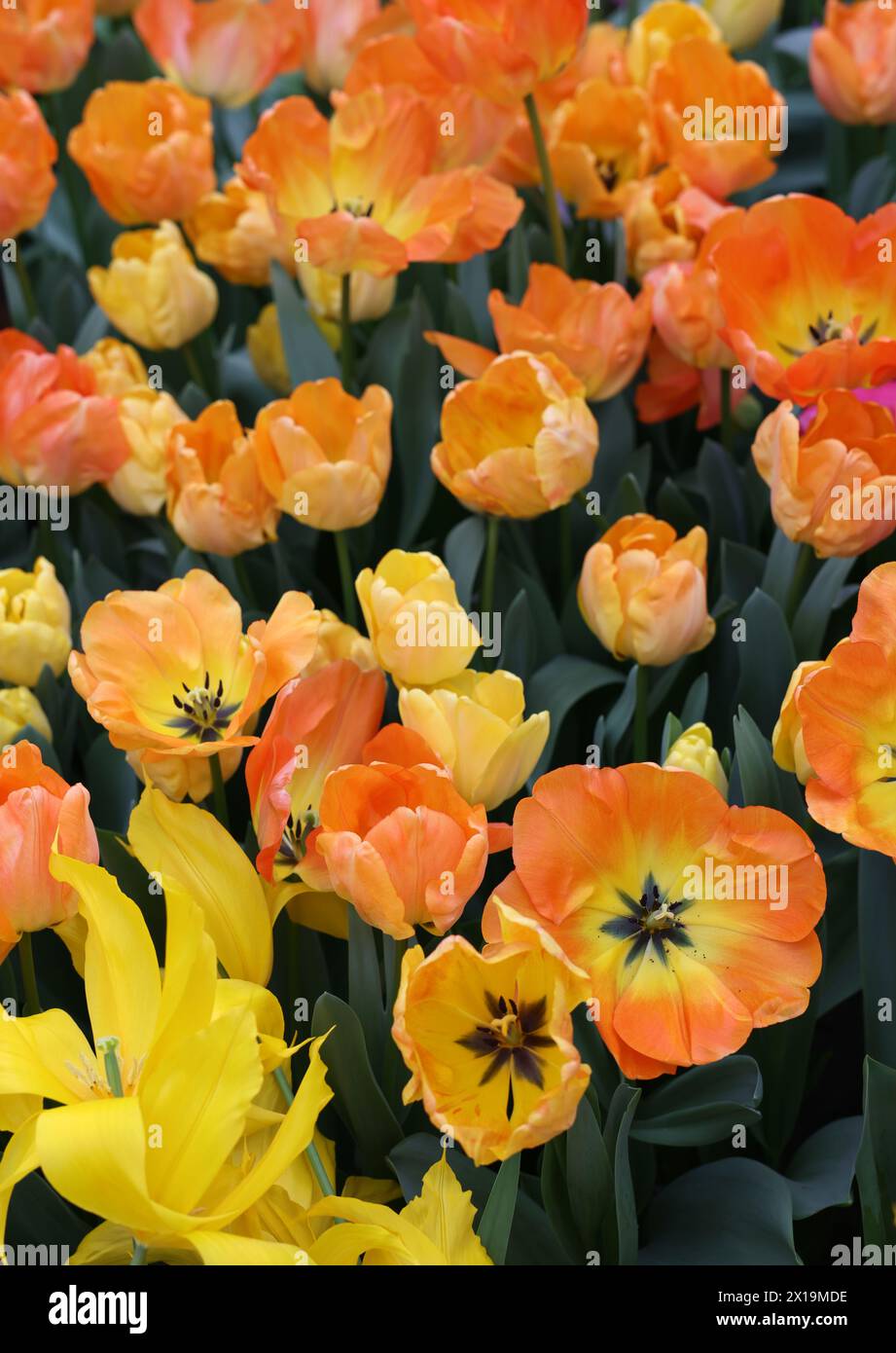 Yellow and orange tulip called Daydream. Darwinhybrid group. Tulips are ...