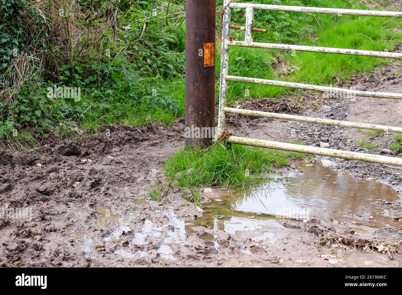 waterlogged entrance to a farmers field april 2024 Stock Photo - Alamy