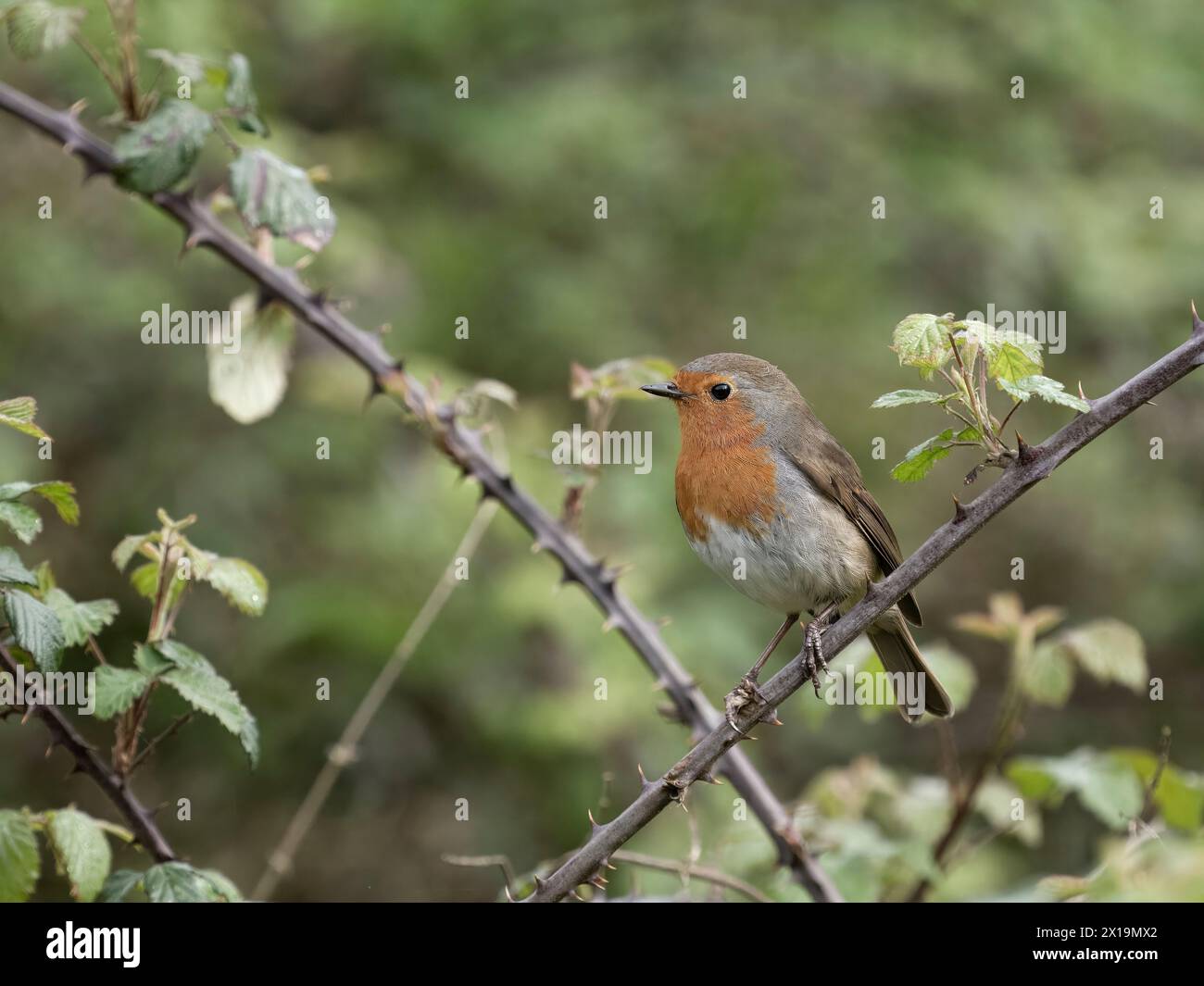 Robin, Erithacus rubecula, Single bird on bramble, Sussex, April 2024 ...