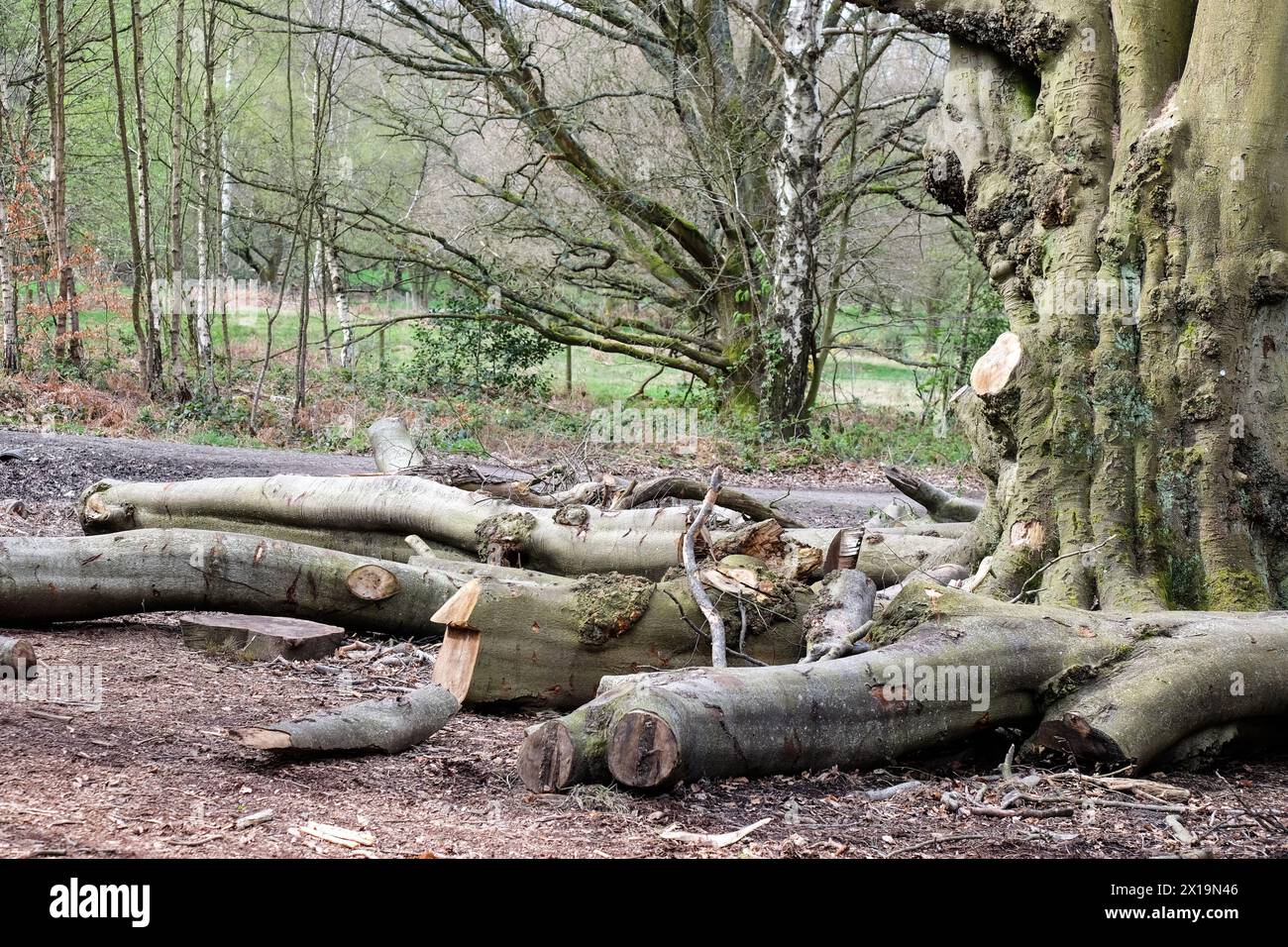 remains of a tree that has been cut down Stock Photo - Alamy