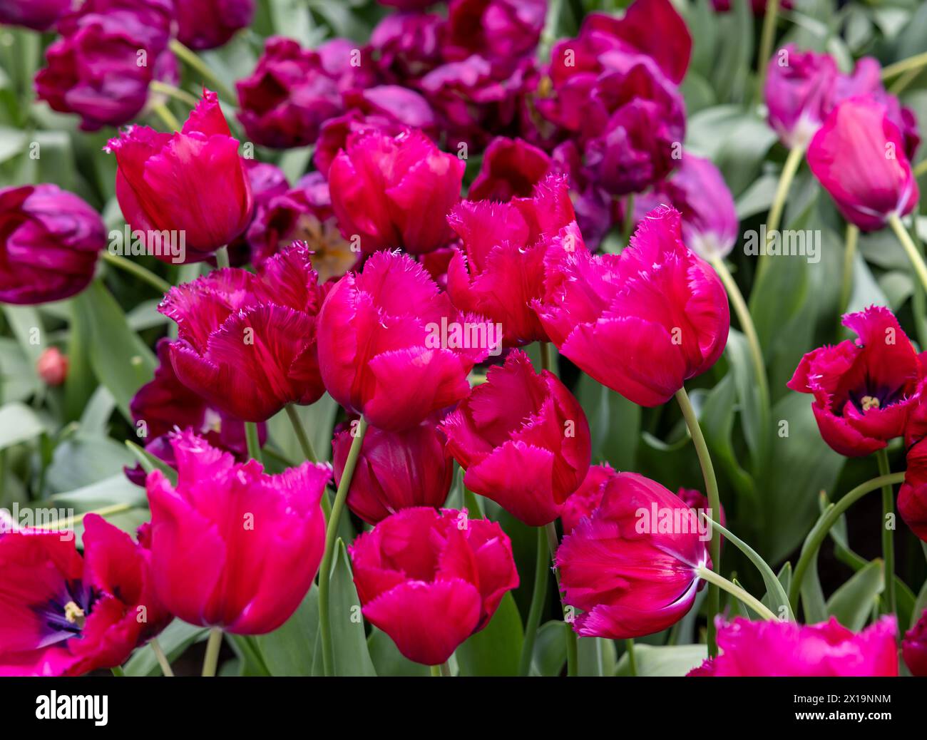 Purple tulips called Magento. Fringed group. Tulips are divided into ...