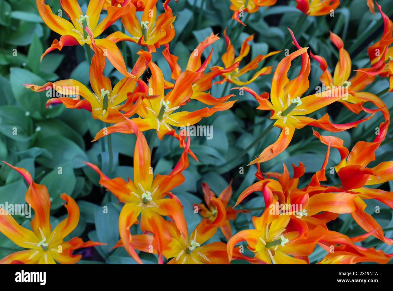 Yellow and orange tulip called TL 7 Tulips are divided into groups that ...