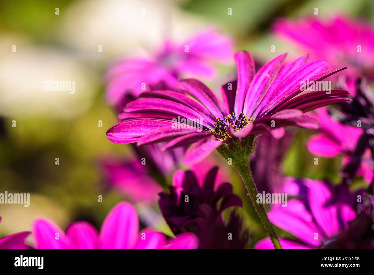 Beautiful flowering bush of Osteospermum. The magenta-lilac color petal ...