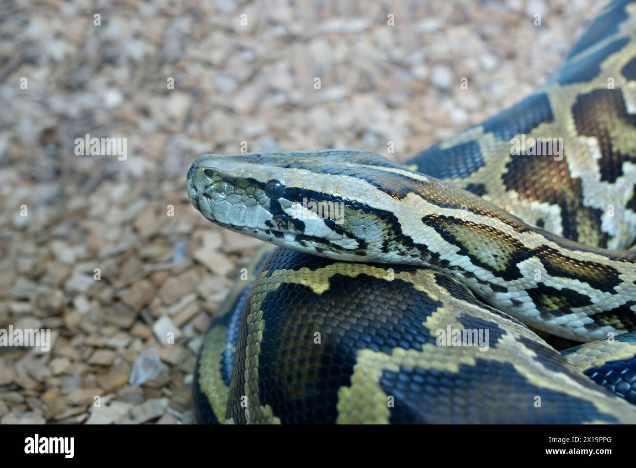 Head and part of body of the python lying in terrarium Stock Photo - Alamy