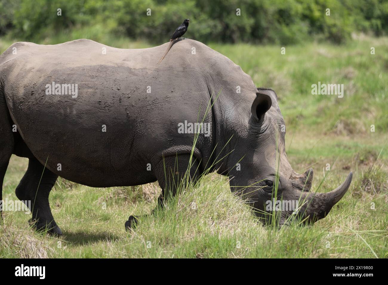 rhino in protected area in national park, Uganda Stock Photo - Alamy
