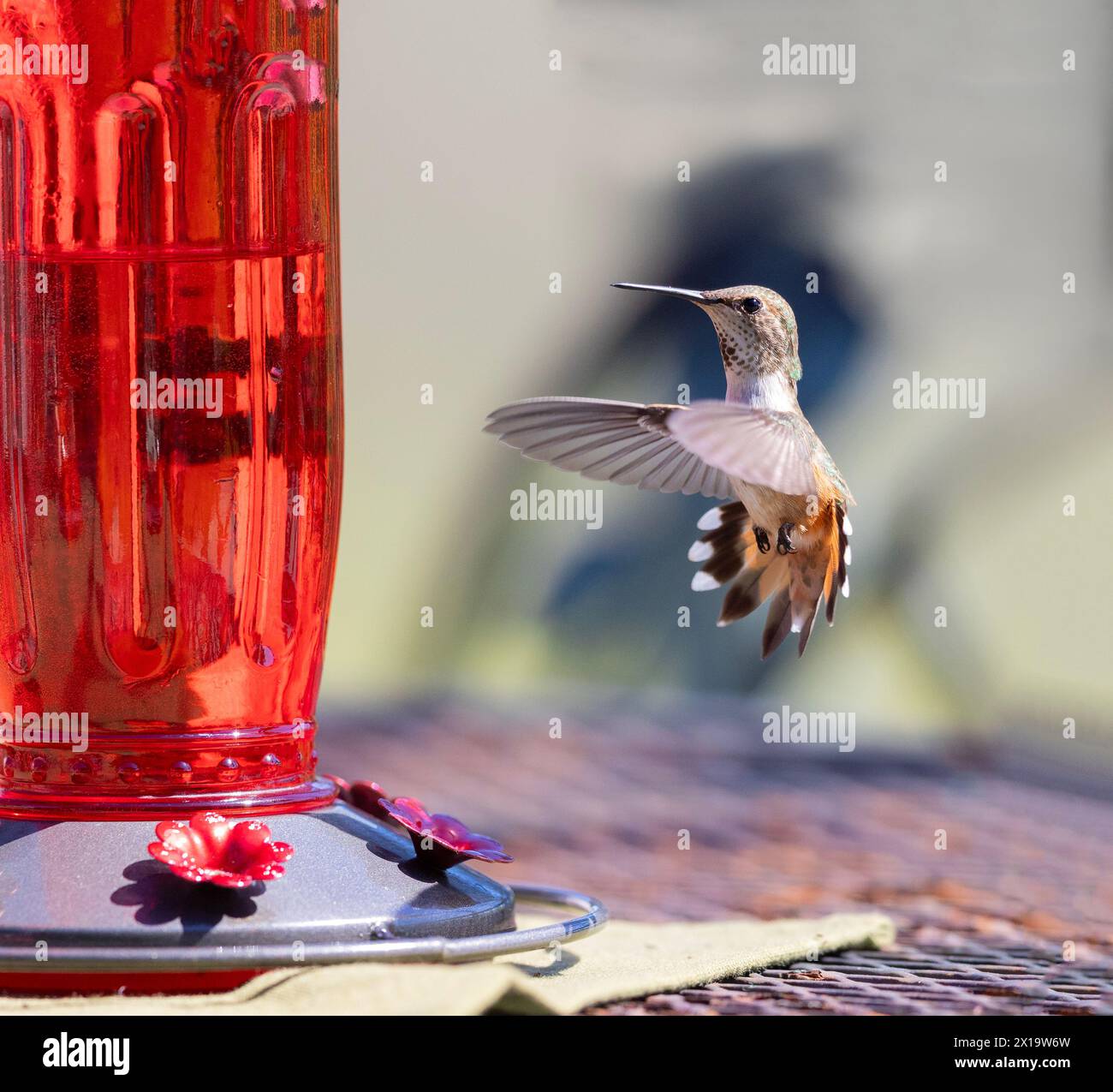 Allen's Hummingbird Female at Feeder Stock Photo - Alamy