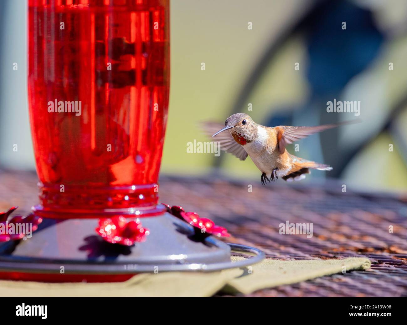Allen's Hummingbird Female at Feeder Stock Photo - Alamy