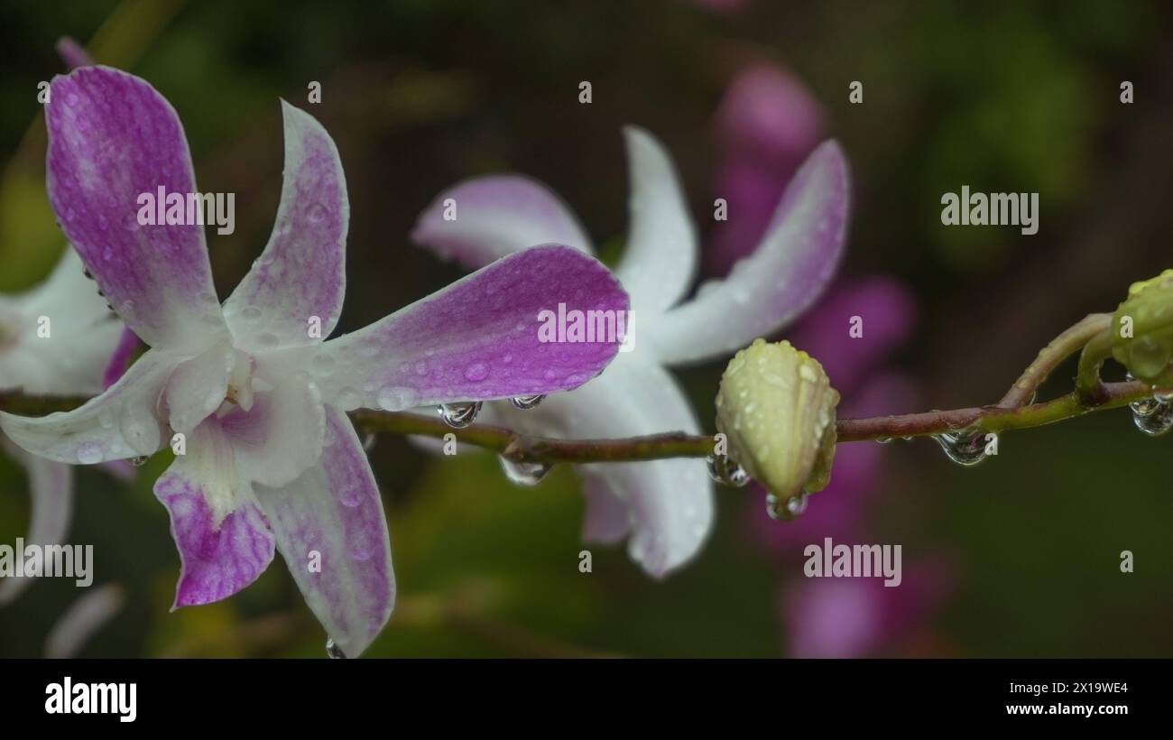 Orchid floral family hi-res stock photography and images - Alamy